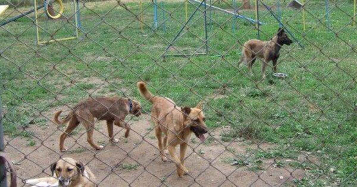 Consiliul Local Aleșd, pus să achite 7400 de euro pentru un măcel ...