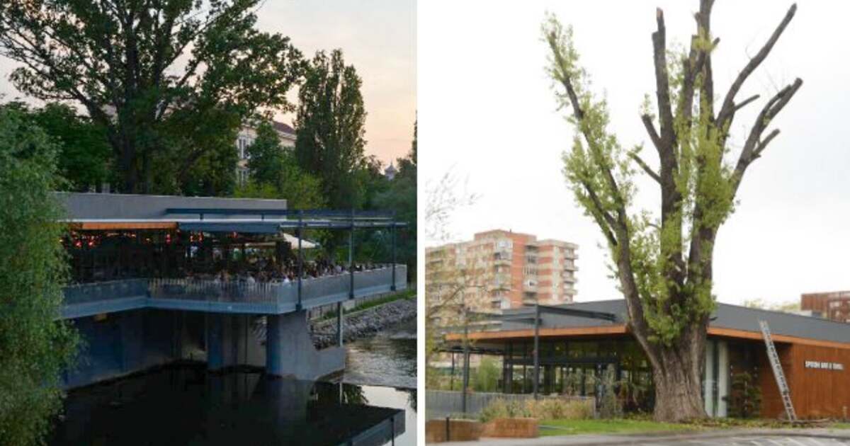 Arbore bătrân ciuntit a doua oară - BIHON