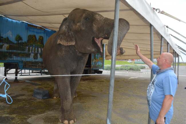 Câștigă bilete la Circul Gartner - BIHON