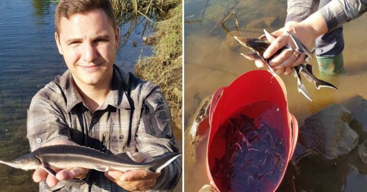 Sturioni în apele Crişului Repede și Negru - BIHON