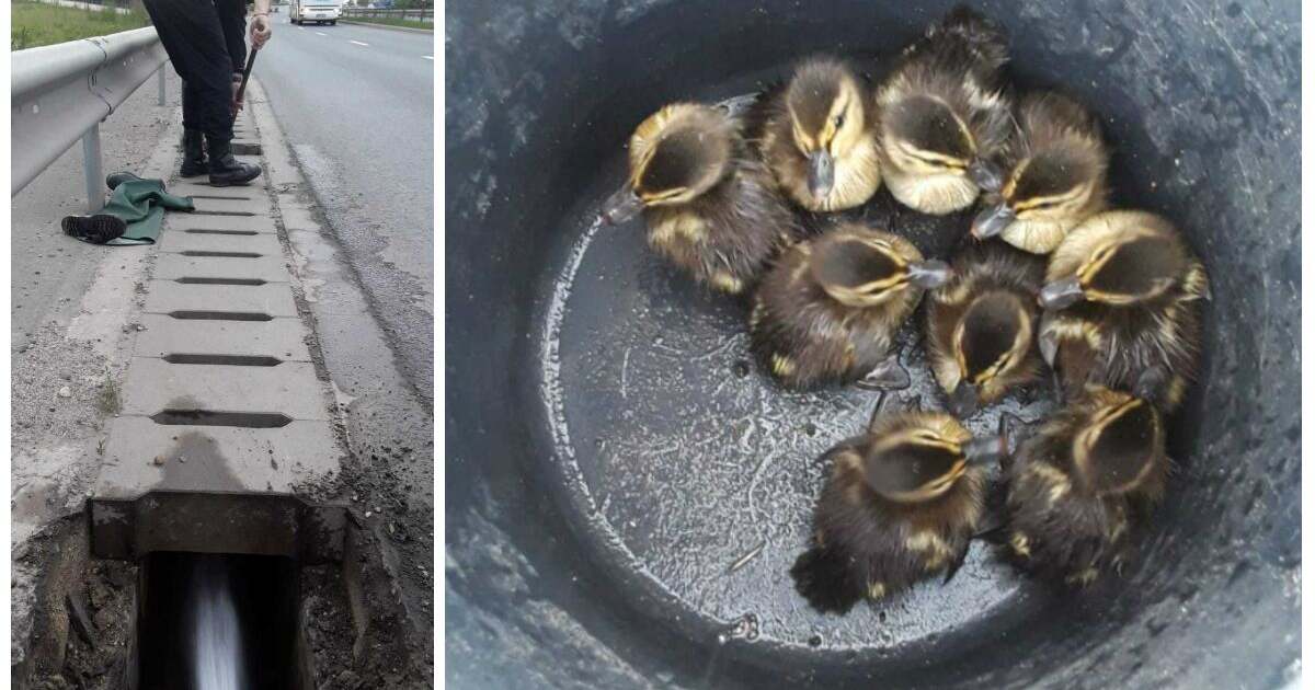 Boboci de rață sălbatică salvați de pompieri dintr-un canal - BIHON