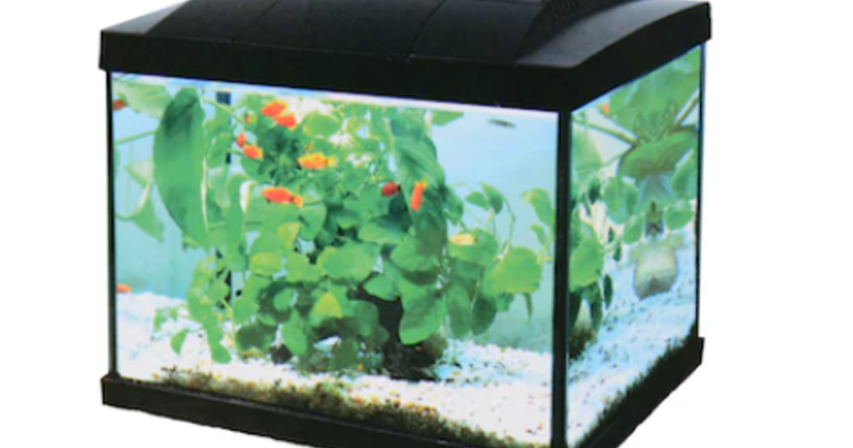 Cele mai bune specii de apă dulce pentru acvarii pești, din care poți ...