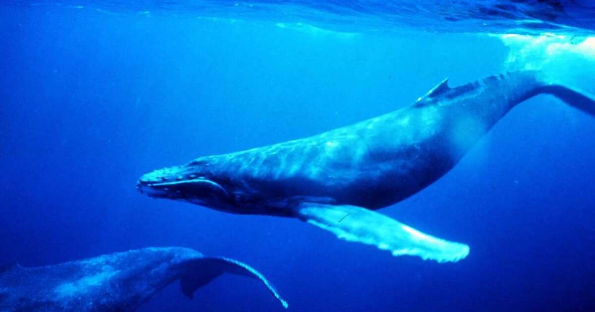 American care căuta homar, înghițit de o balenă cu cocoașă. Cum a ...