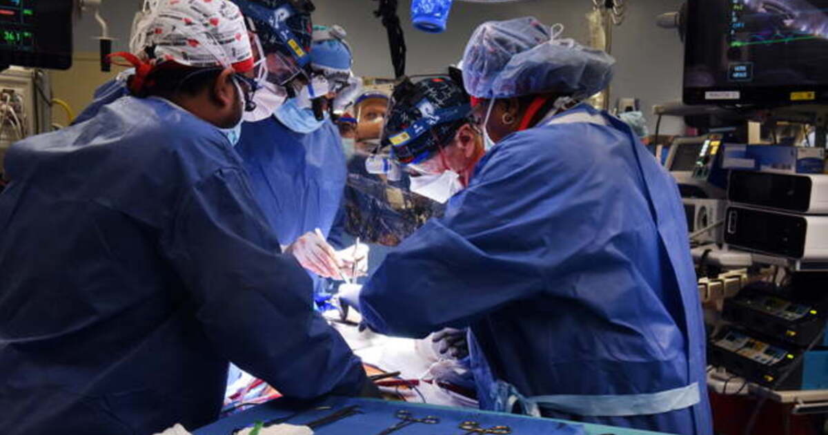 Transplant în premieră mondială. O inimă de porc a fost transplantată ...