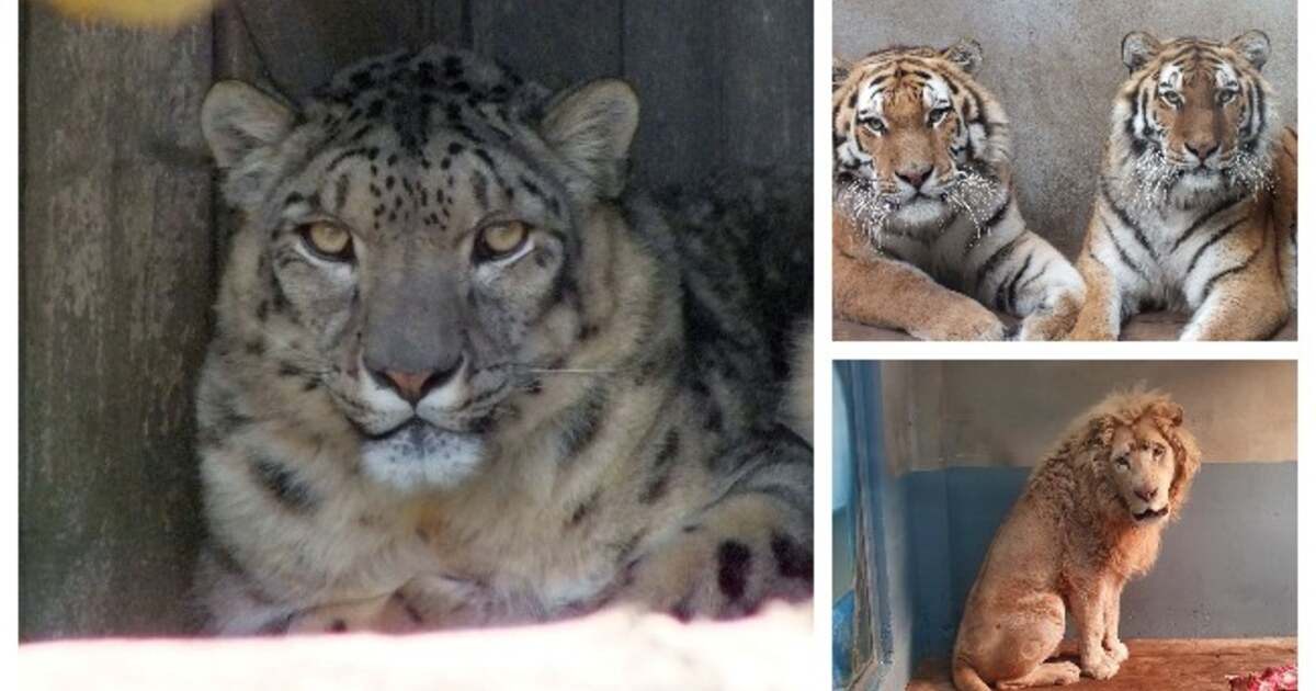 Animale noi la Grădina Zoologică Oradea: Leopard de zăpadă, tigri, leu ...