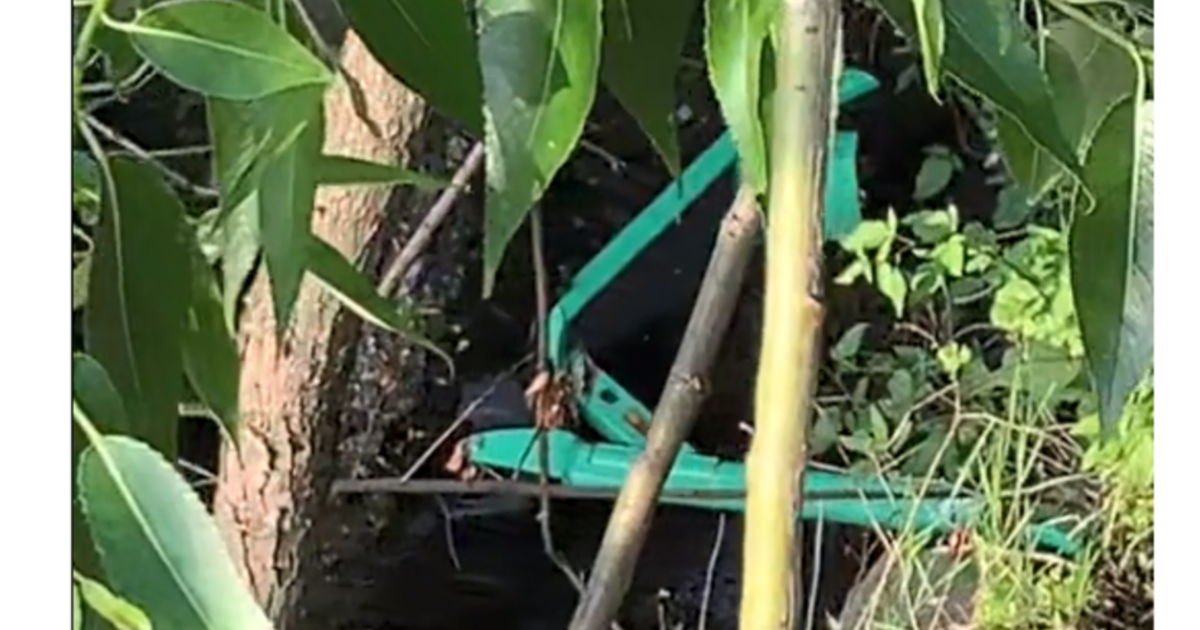 Se întâmplă în Oradea: Trotinetă Bolt aruncată în Crișul Repede - BIHON