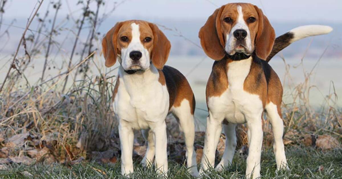 Mii de câini din rasa Beagle au fost salvați dintr-o pepinieră înainte ...