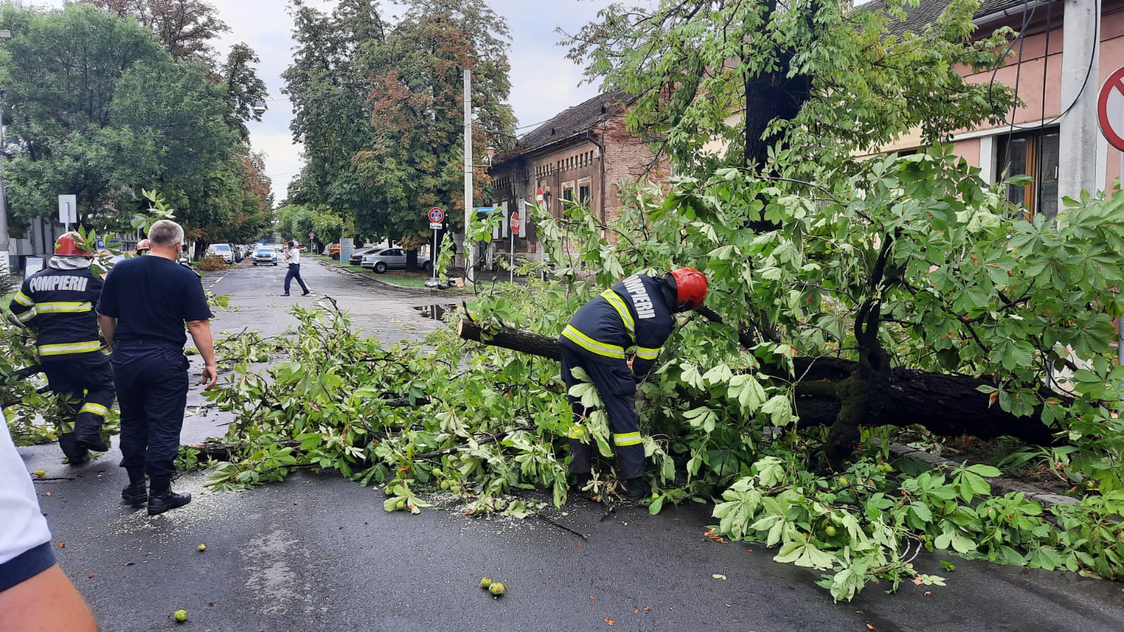Copaci căzuți pe mai multe străzi din Oradea în urma vijeliei ce s-a abătut. O mașină avariată ...