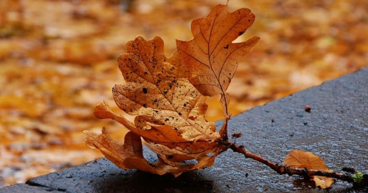 Toamna nu începe pe 1 septembrie. Care este data reală a schimbării de ...