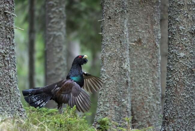 După 10 ani de interdicție, s-a redeschis vânătoarea la cocoși de munte ...