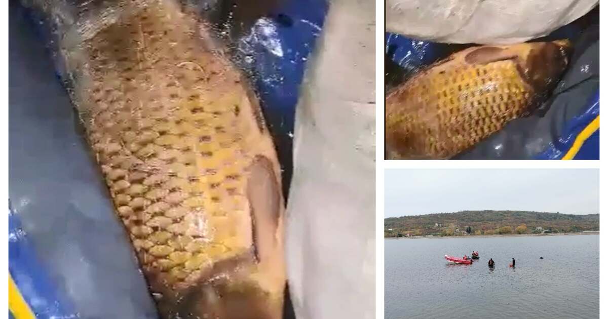 Tânărul de 21 de ani care s-a înecat la Barajul Fughiu era la braconaj ...