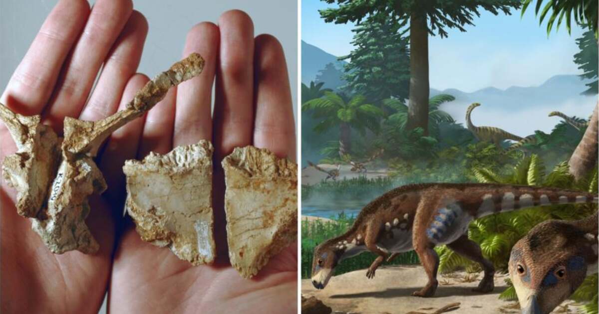 O nouă specie de dinozaur descoperită în Geoparcul Internațional UNESCO ...