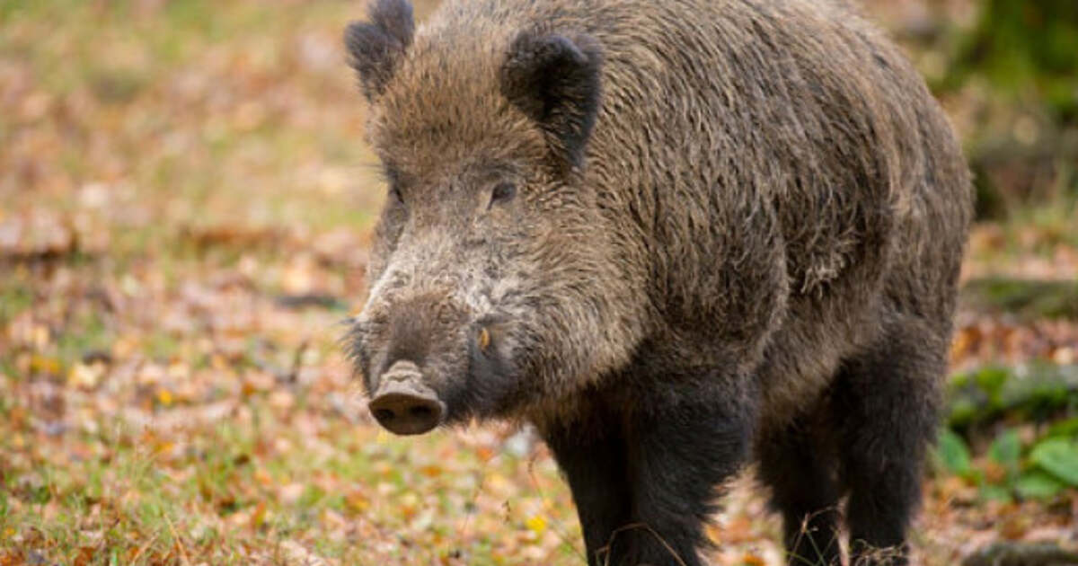Niciun focar de pestă porcină la porcul domestic în Bihor - BIHON