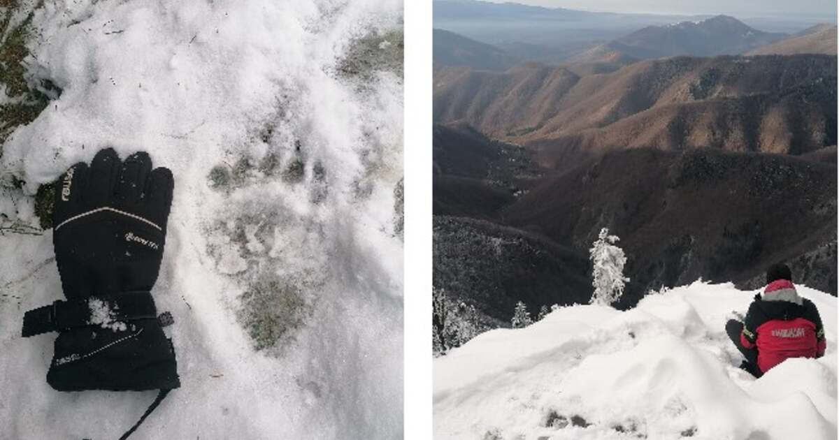 Urme de urs în zona traseelor turistice populare din Padiș și Stâna de ...