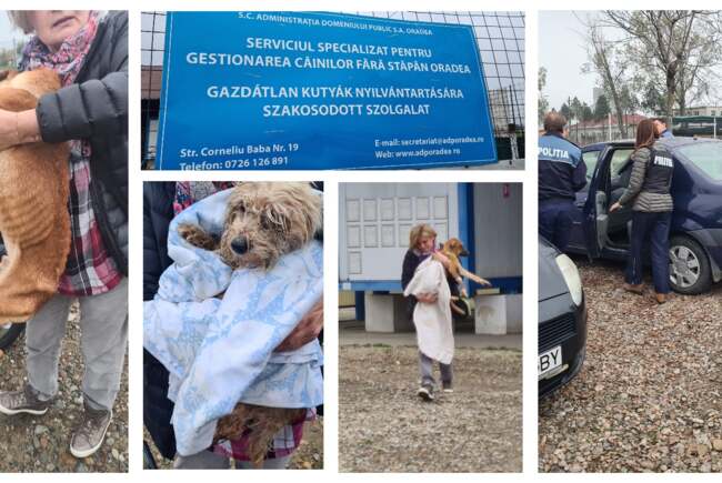 Scandal la adăpostul de câini Grivei. Câini piele și os la adăpostul ...