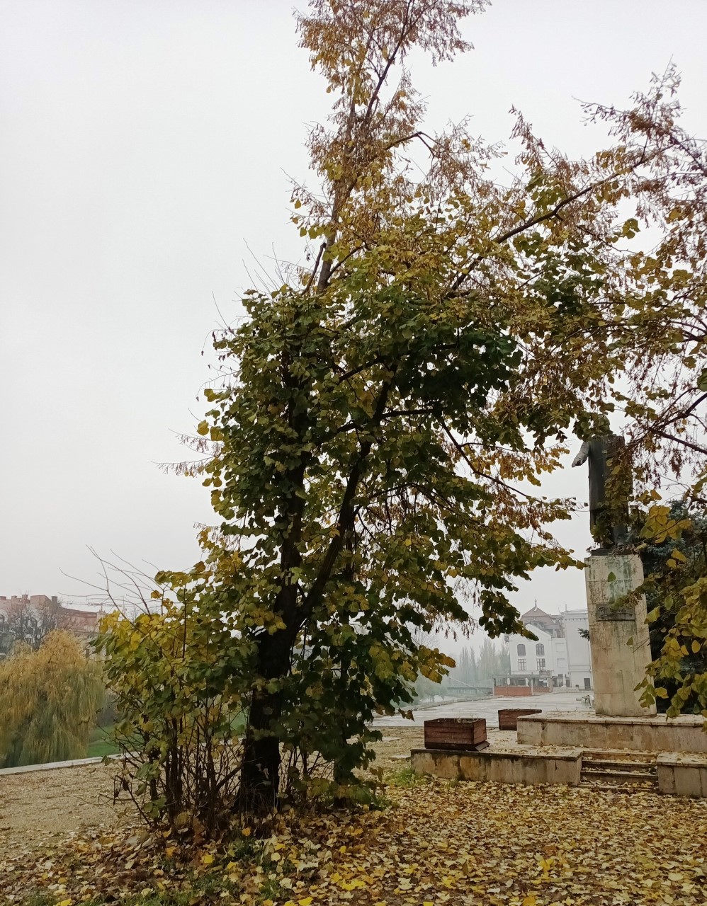 FOTO: Tăierea arborilor din jurul statuii lui Eminescu 08.12.2022 - BIHON