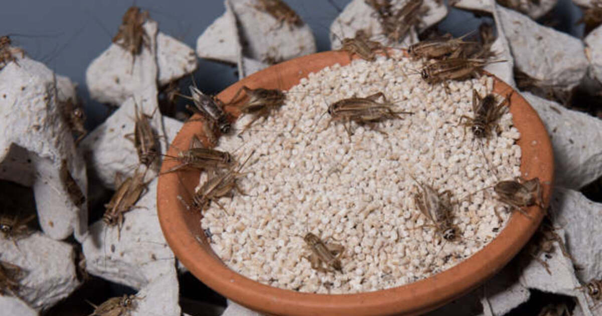 Făina de greiere a apărut în România. Cât costă o sută de grame - BIHON