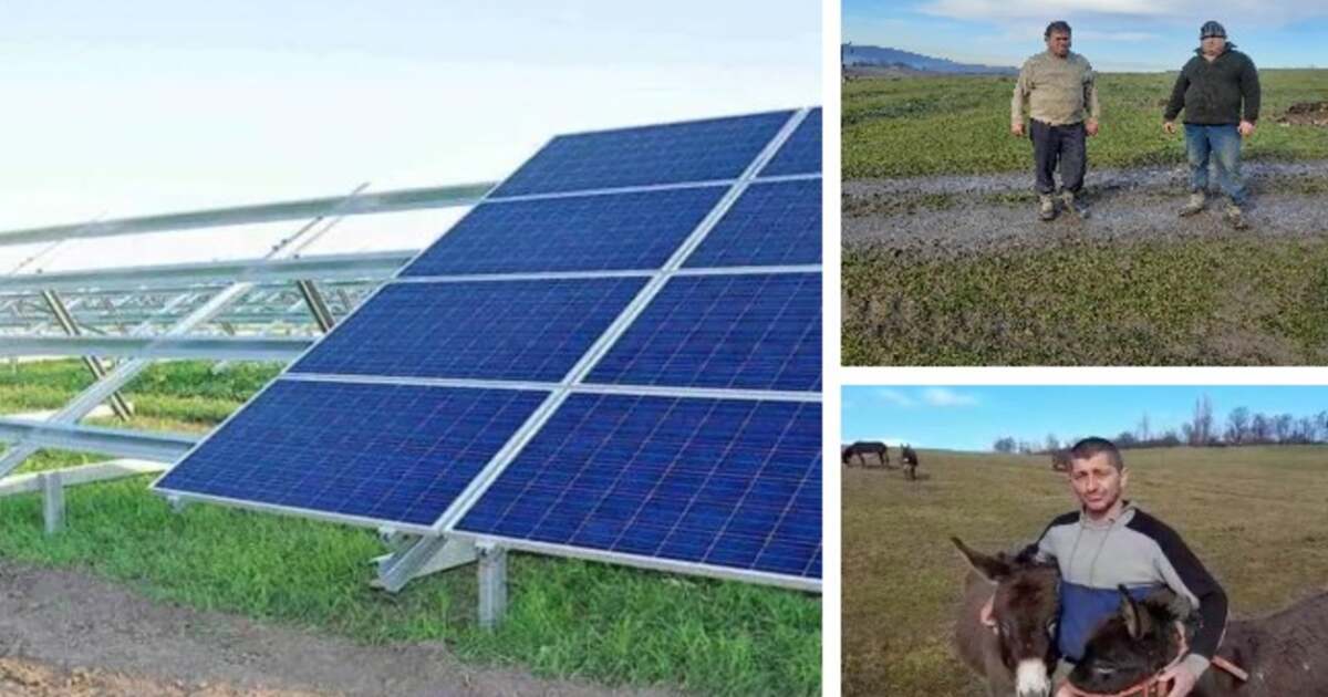 O firmă înfiinţată de doi ani şi cu datorii a „pus ochii” pe păşunea ...