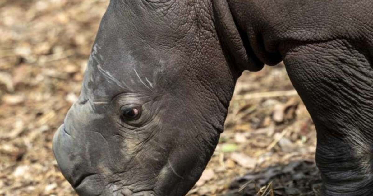 Un pui de rinocer alb sudic, specie ''aproape ameninţată'', s-a născut ...