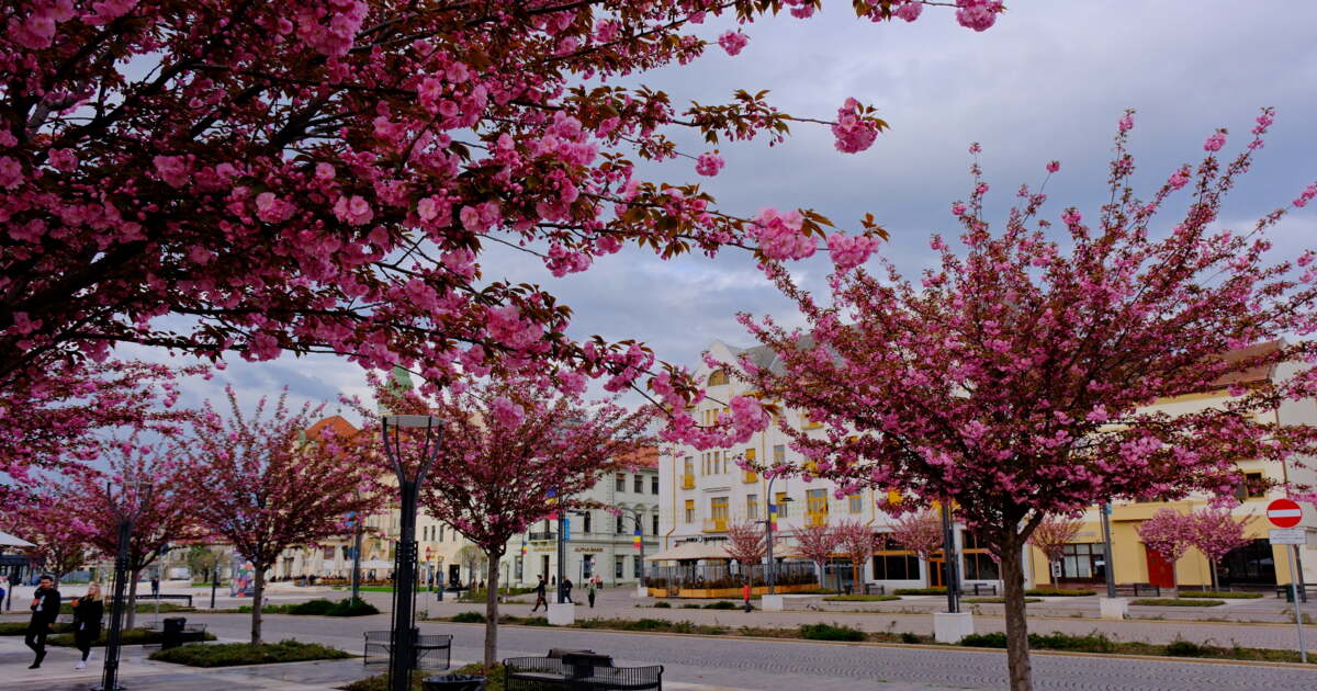 Au înflorit cireșii japonezi în centrul Oradiei - BIHON