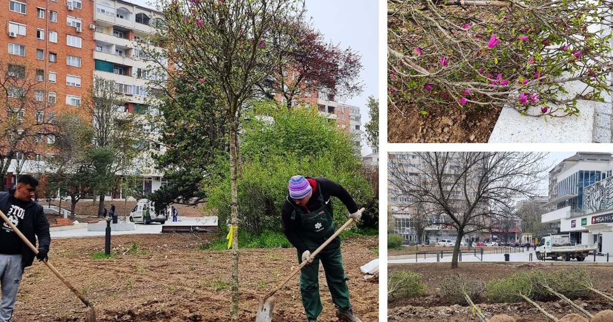 Se plantează magnolii și cireși japonezi în Piața Magnoliei din Oradea ...