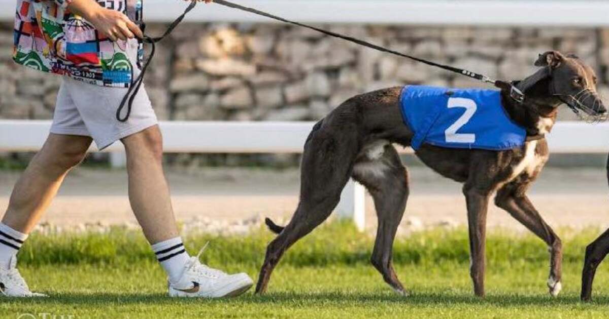 Pedro, ogarul englez de la Sântandrei, premiant la Derby-ul de la ...
