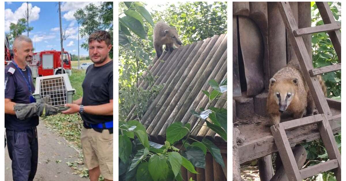Un coati a evadat de la Zoo Oradea, profitând că a căzut o creangă în ...
