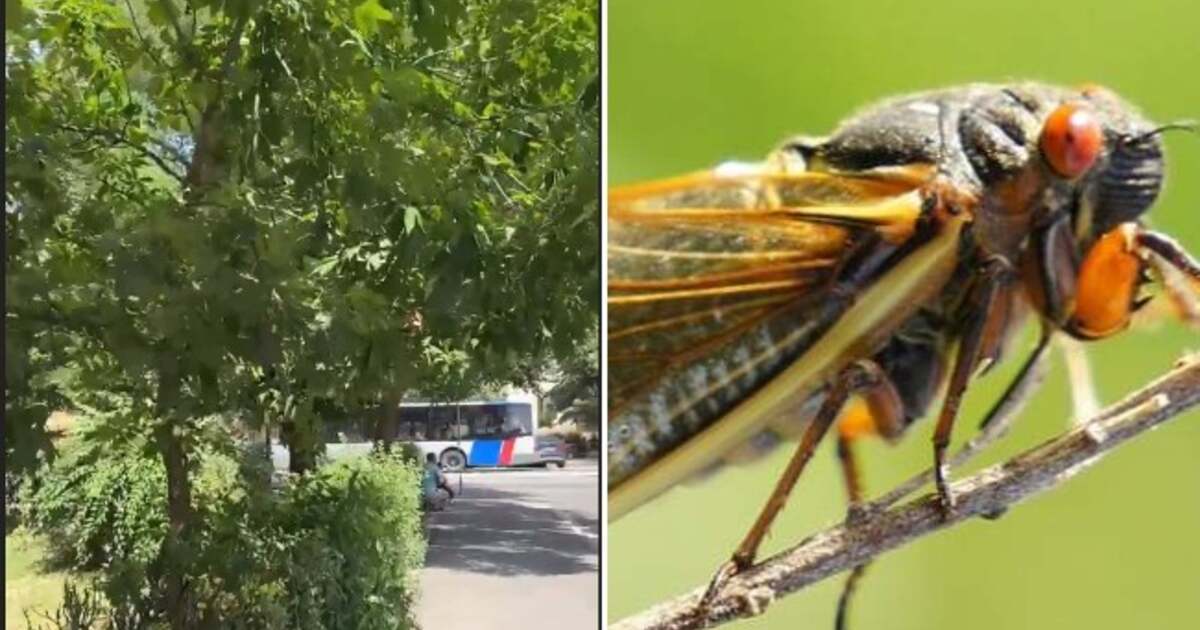 Oradea se confruntă cu apariția cicadelor, insecte înrudite cu greierii ...