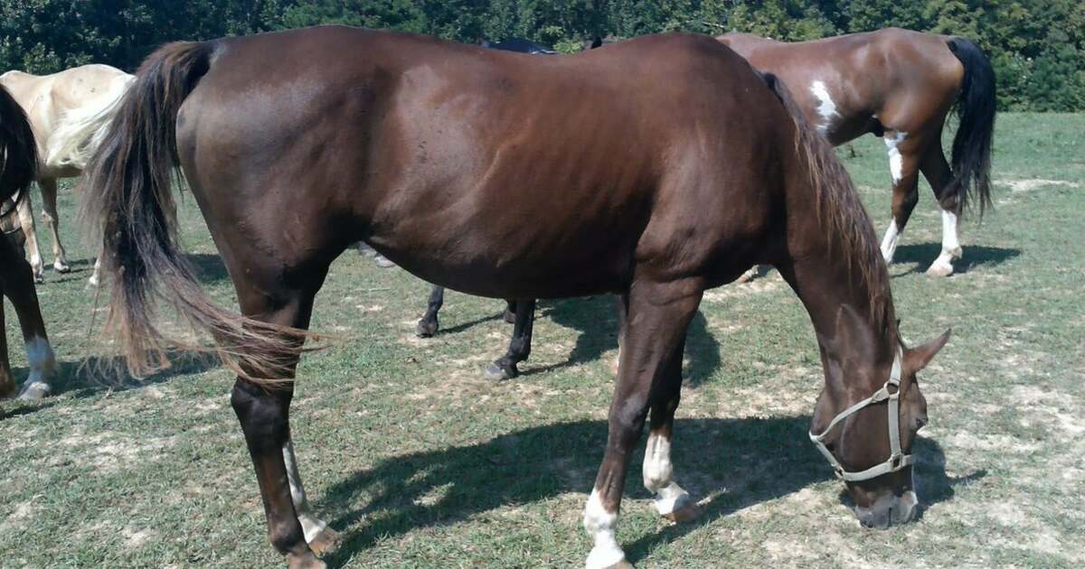 Hoți de cai din Bihor, negustori ”cinstiți”. Au fost prinși după ce au ...