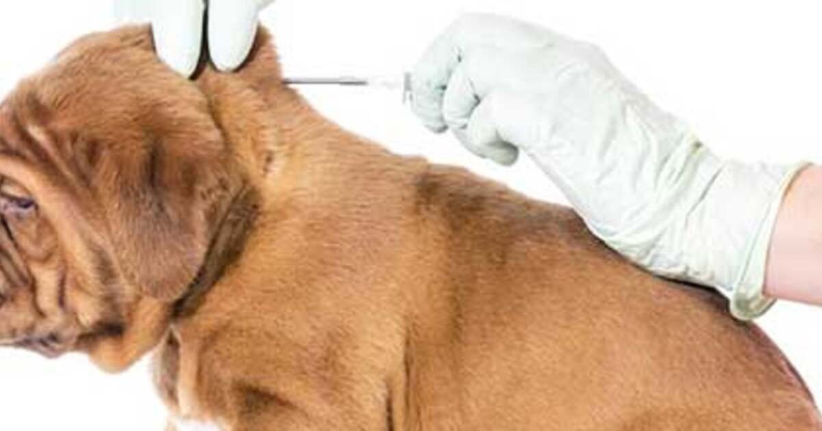 Începe campania de microcipare gratuită a câinilor cu stăpân din Oradea ...