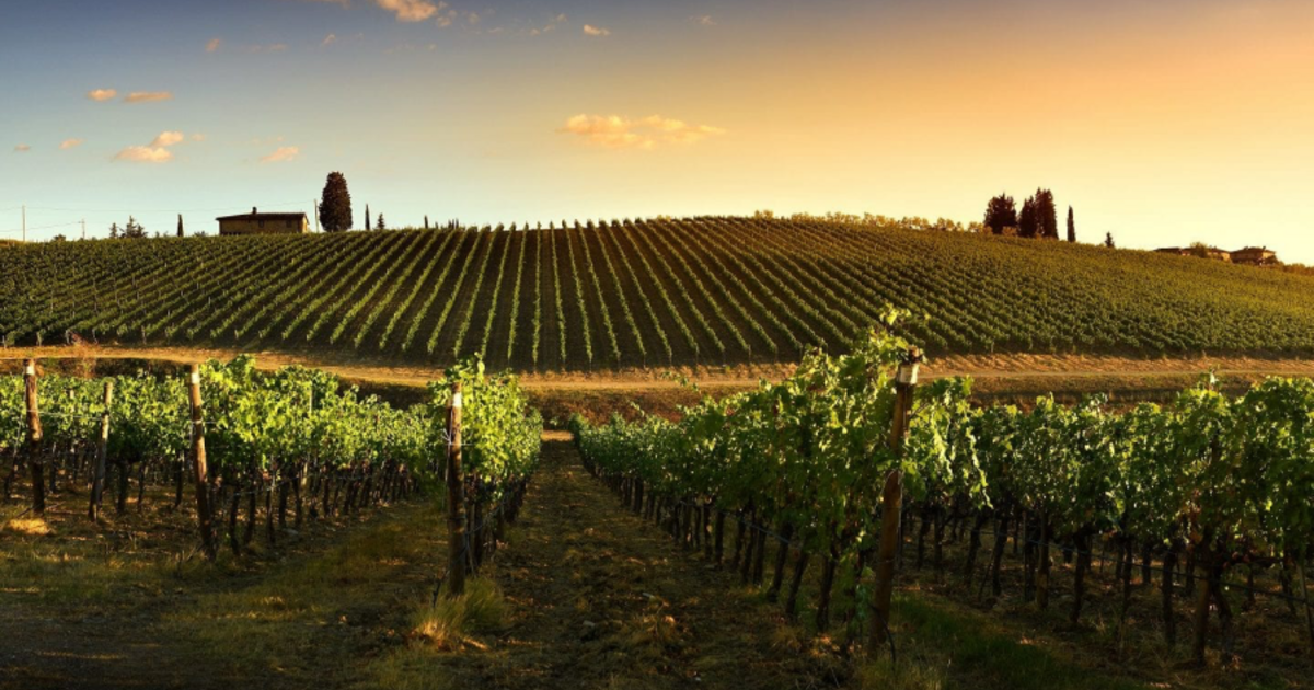 Matematica vinului, de la prăşit, încordat şi cules, până la pahar - BIHON