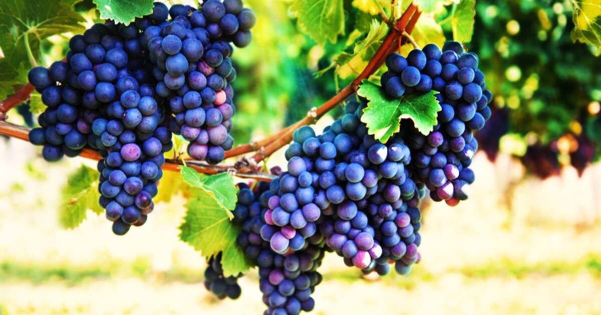 Un bihorean a rămas cu o recoltă de struguri mai slabă cu 600 de kg ...