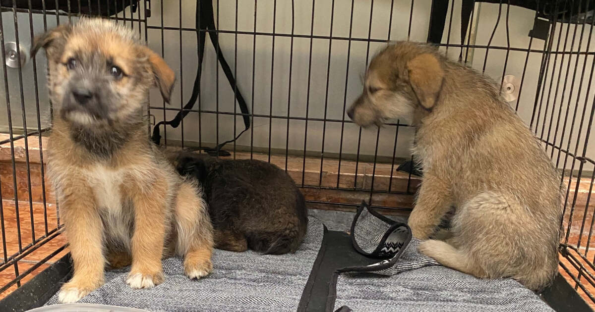 FOTO: Pui de cățeluși, salvate de protecția animalelor, oferite spre ...