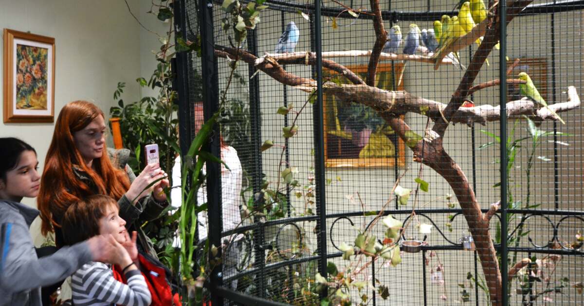 Expoziţia imersivă „Sunetul naturii” din Casa Darvas-La Roche - BIHON