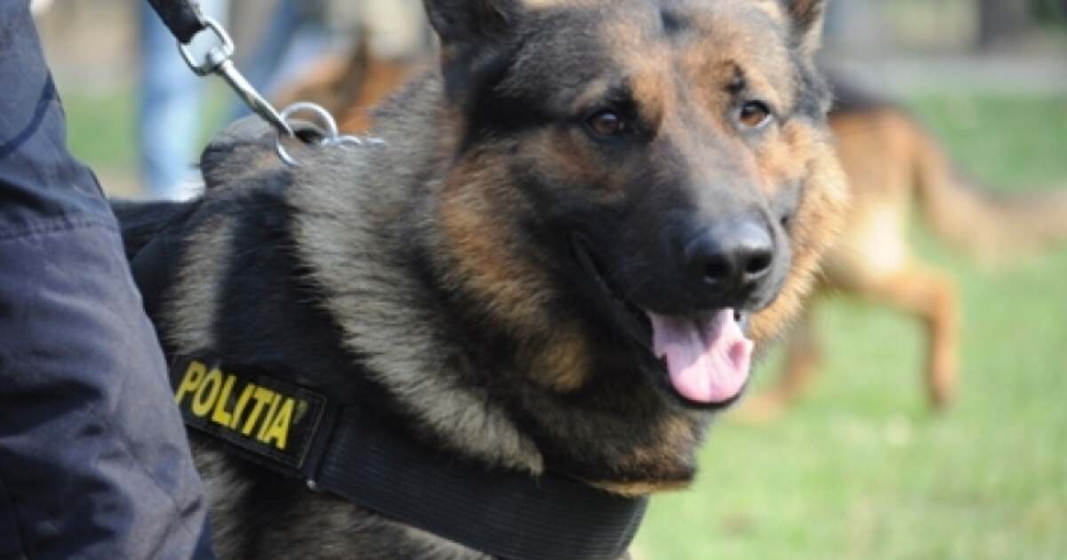 IPJ Bihor scoate la concurs două posturi de agent de poliție pentru ...