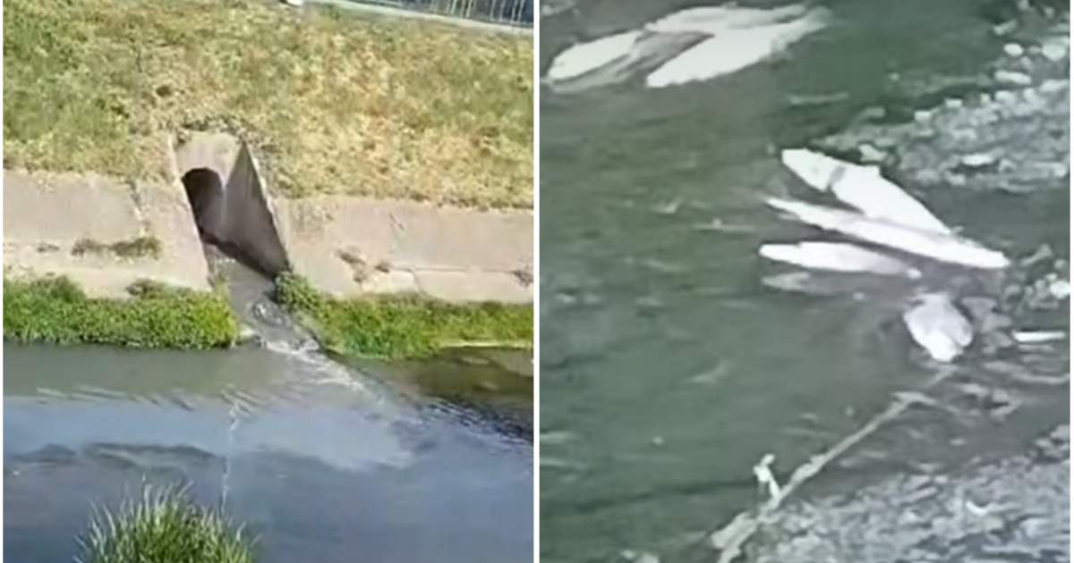 Dezastru pe Peța. Pârâul s-a umplut din nou de pești morți din cauza ...