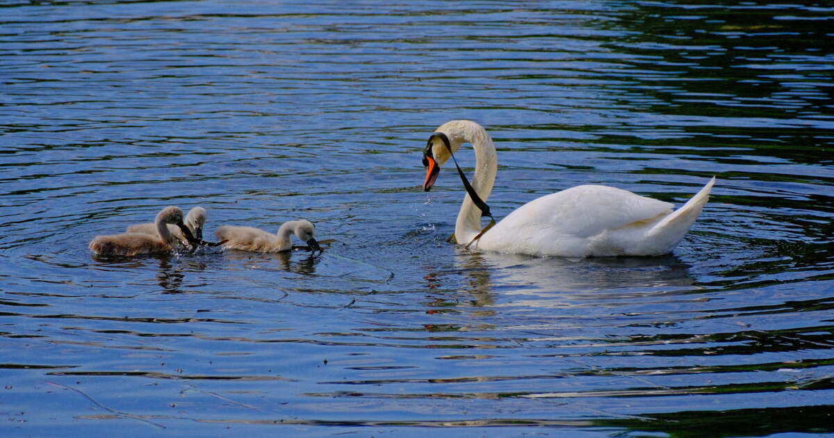 Familie de lebede cu 15 pui pe Crișul Repede 26.05.2024 FOTO: Alexandru ...