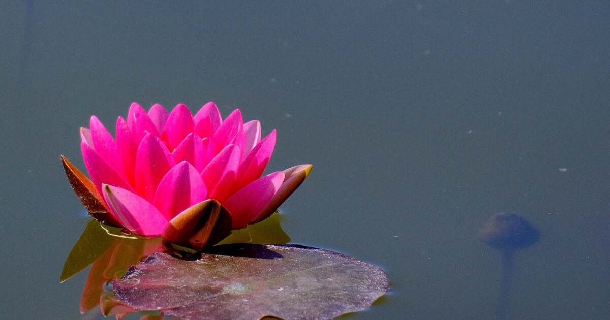 Nuferii din Parcul Salca 14.05.2024 FOTO: Alexandru Nițescu - BIHON