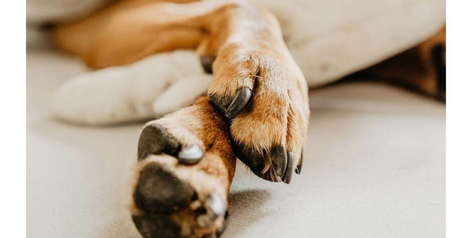 BIHON Ştirile judeţului Bihor Archives - BIHON