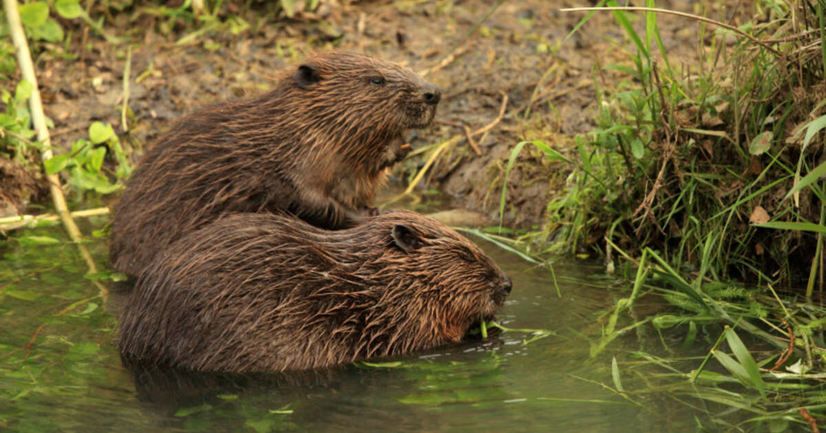 Măsură de avarie: Plase de protecție pe copaci pentru descurajarea ...