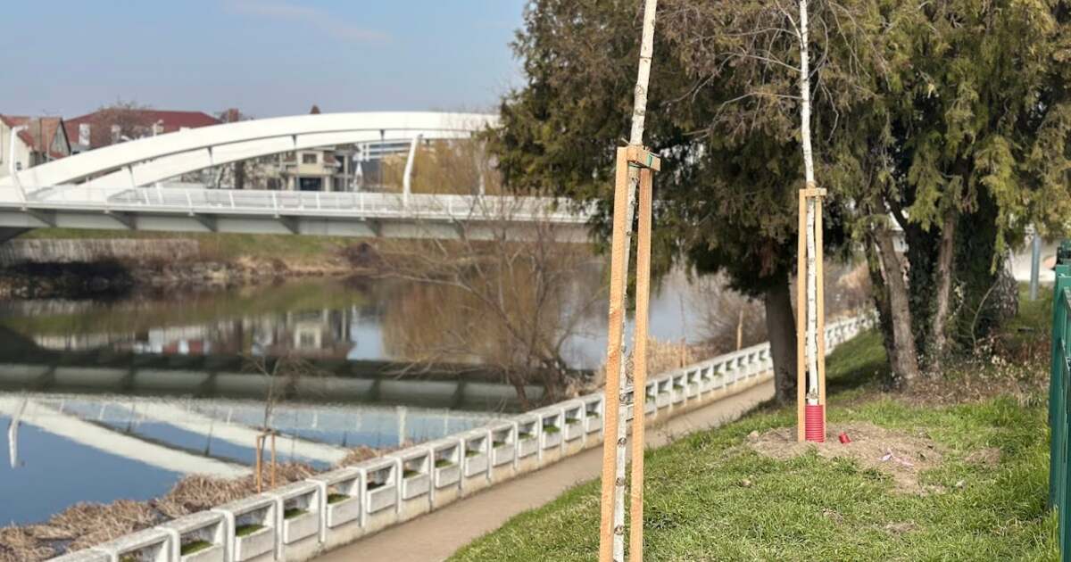 2500 de arbori au fost plantați pe străzile din Oradea. Fiecare arbore ...