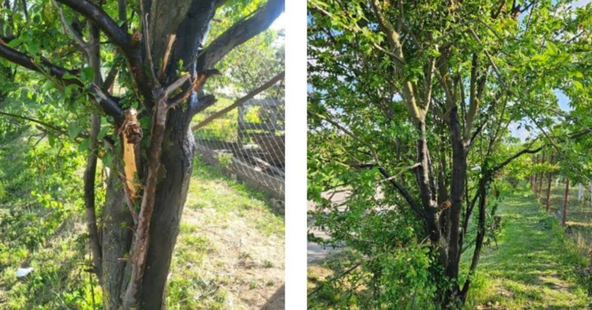 S-a răzbunat pe copaci. Un bărbat din Tulca a aruncat ulei ars pe ...