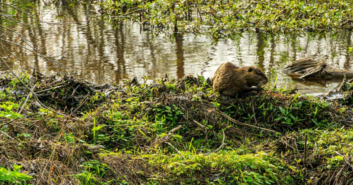 FOTO: Copacii de pe malul Crișului, doborâți de castori - 29.04.2025 ...