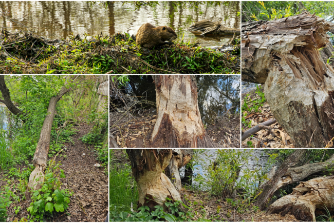 Castorii revin în Oradea: Copaci doborâți din nou pe malul Crișului ...