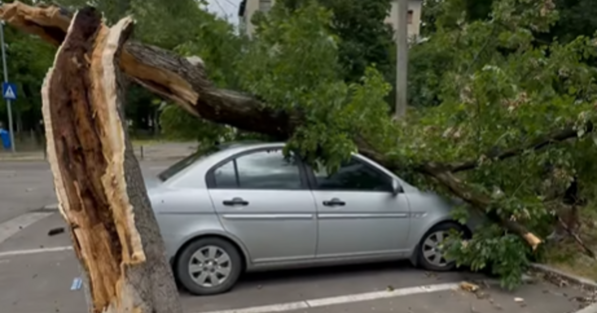 Mai mulți copaci au fost doborâți de vânt puternic în Oradea - BIHON
