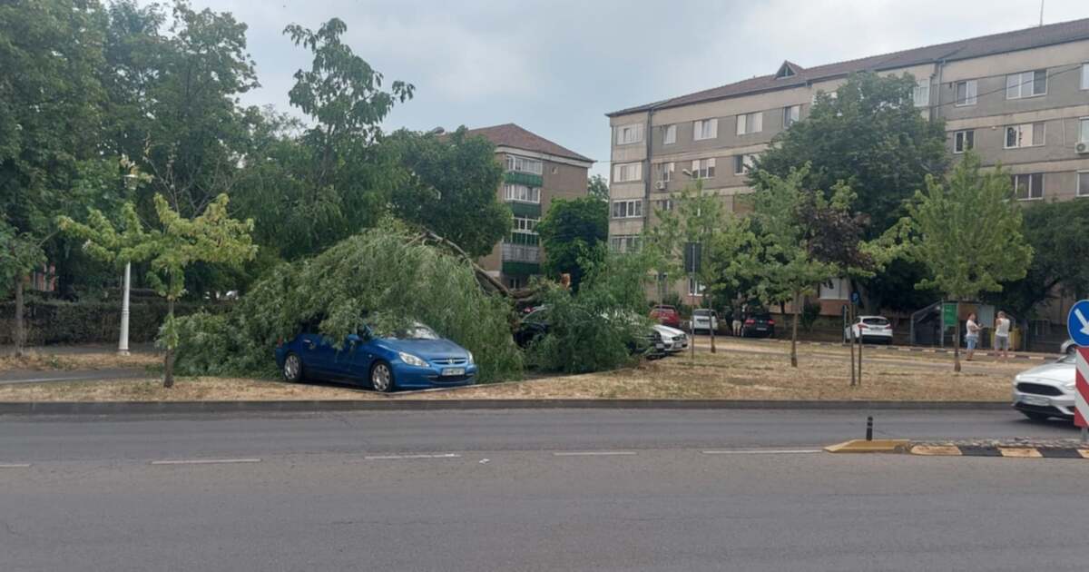 Furtuna a doborât 7 copaci în Oradea, iar 22 au fost grav afectați ...