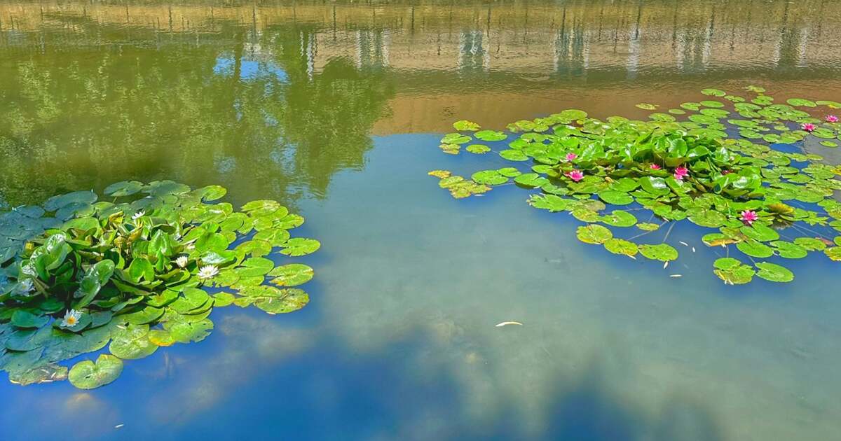 Foto: 15 specii de nuferi pe Valea Nimăiești în Beiuș 07.07.2025 - BIHON