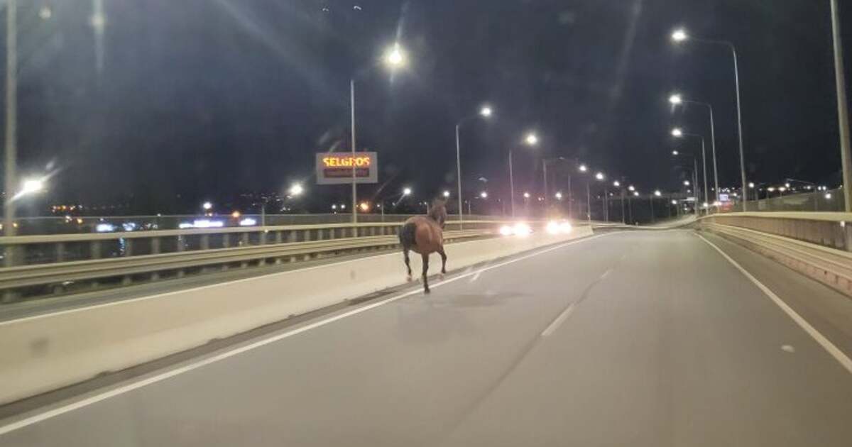 Un cal a fost filmat fugind speriat pe Centura Oradea, în zona ...