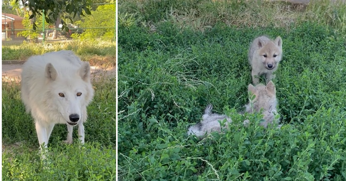 Puf alb și lăbuțe curioase: Doi pui de lup arctic, născuți în premieră ...