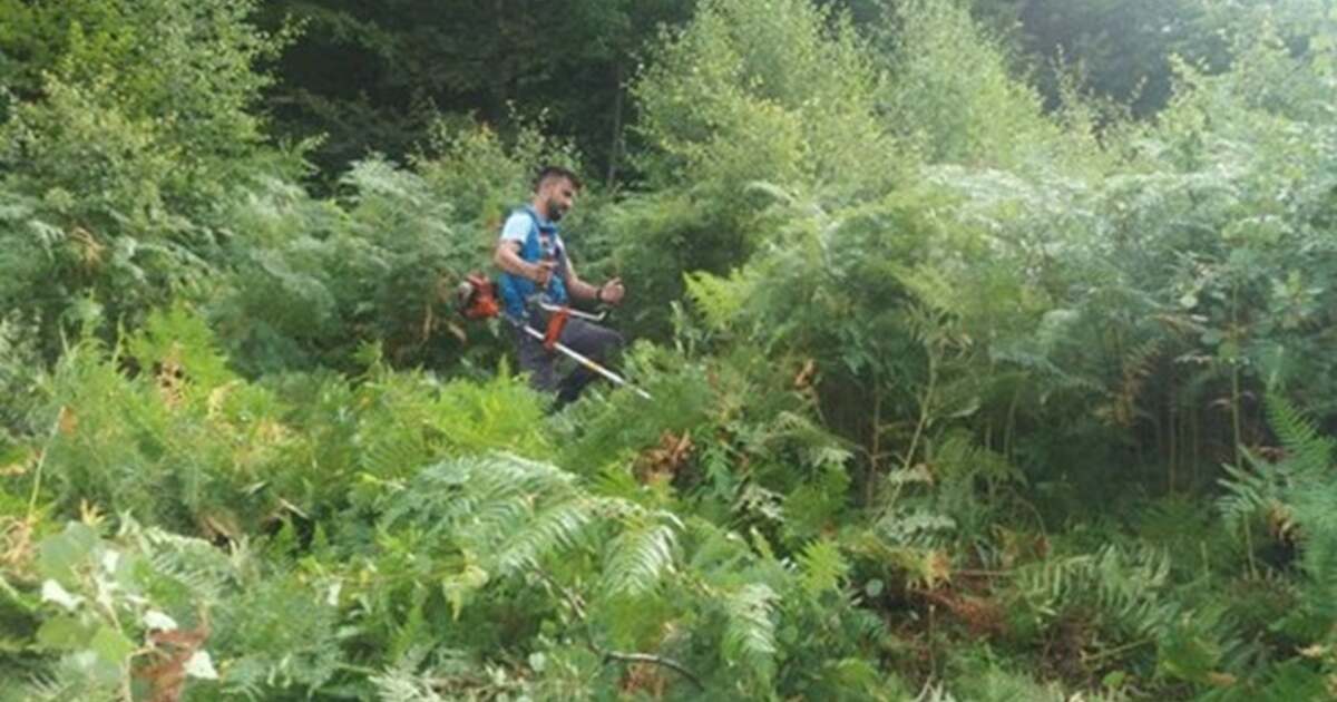 CJ Bihor alocă peste 5 milioane de lei pentru combaterea ferigii în ...